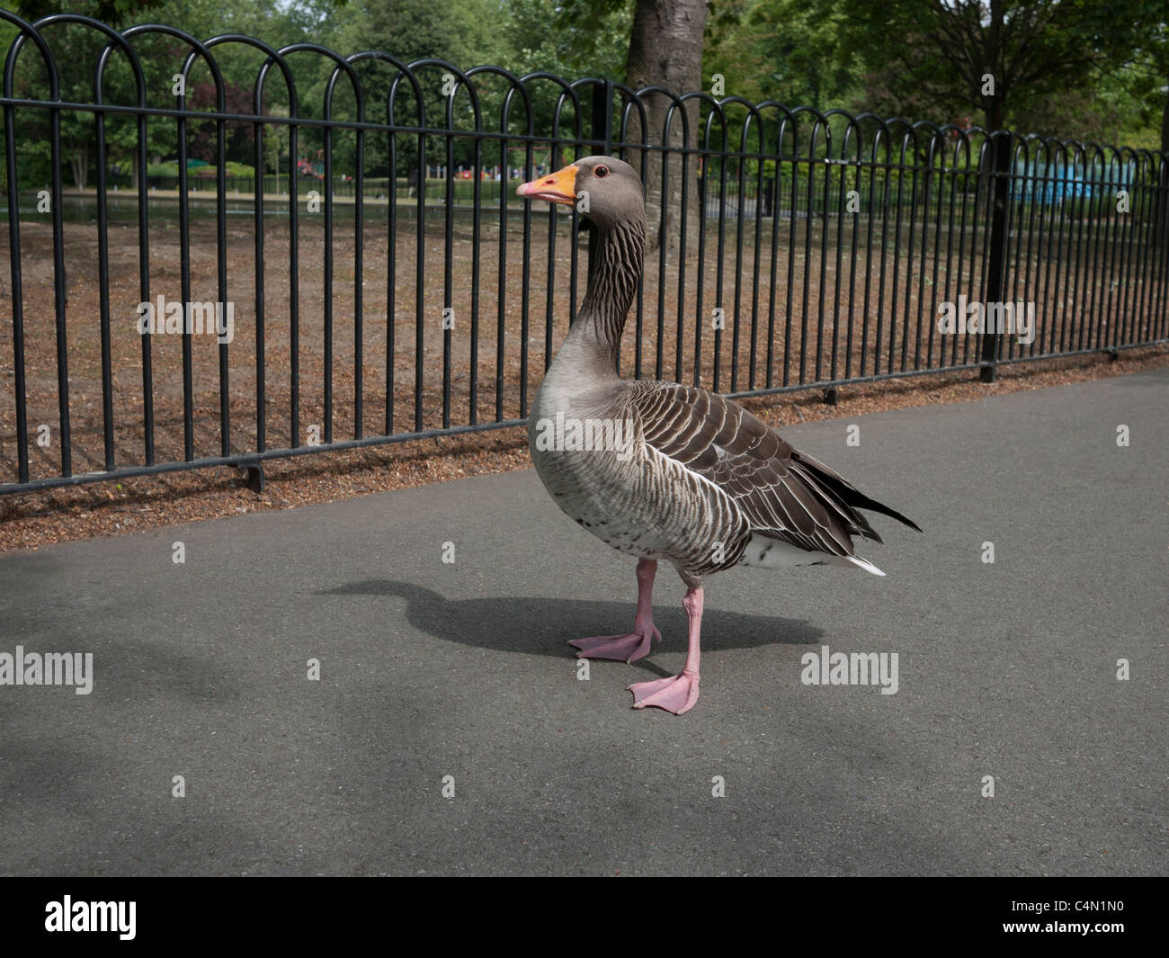 Goose Walking in a Park Stock Photo - Alamy