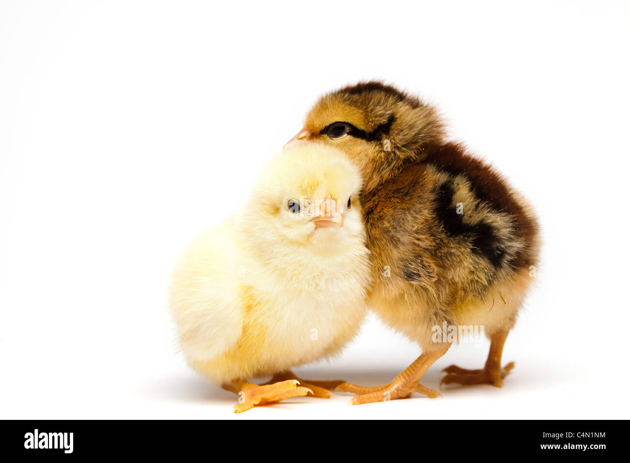 Yellow Chick over white background Stock Photo - Alamy