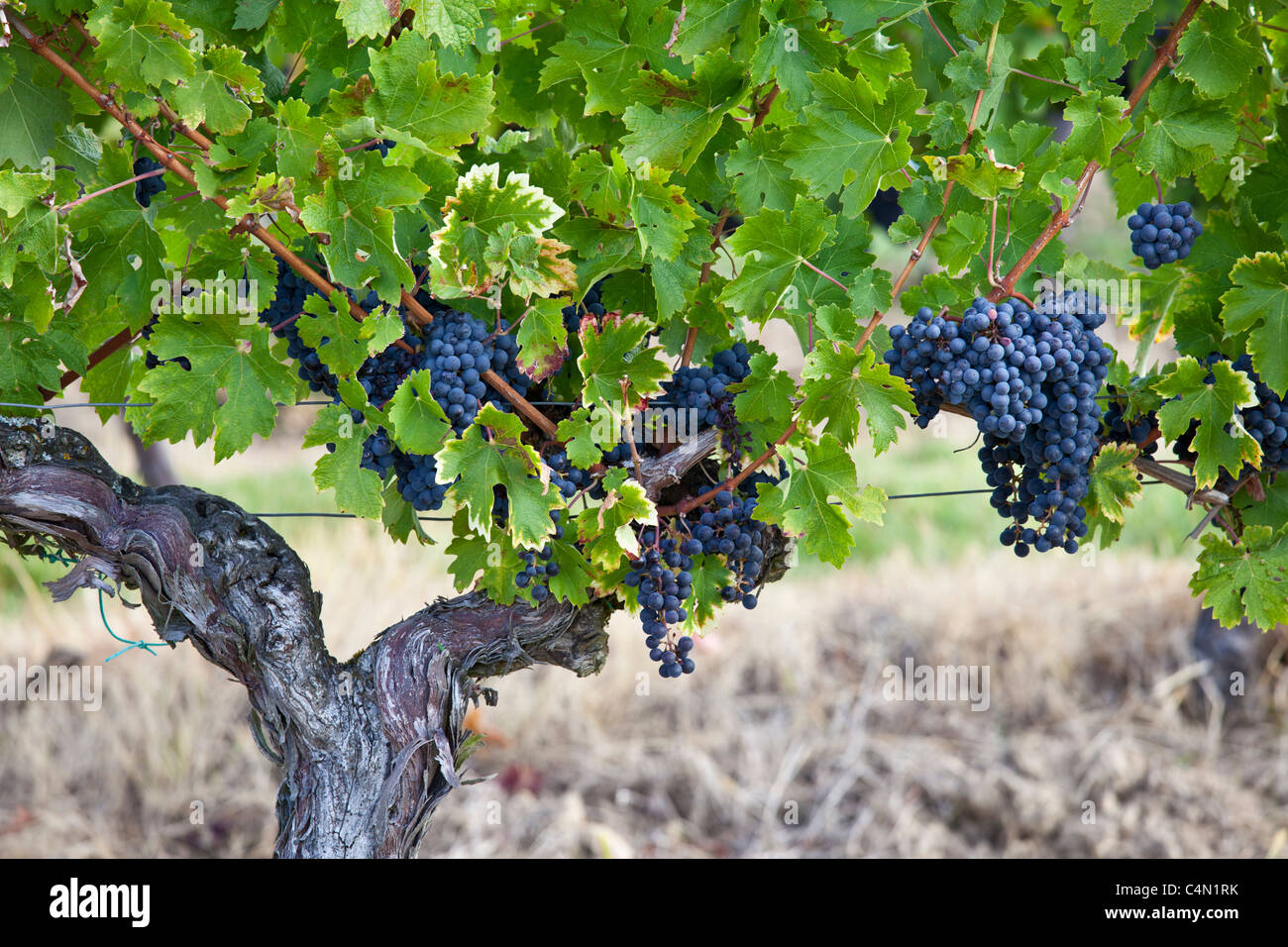 Merlot grapes ripe for harvesting from the vine in Bordeaux region of ...