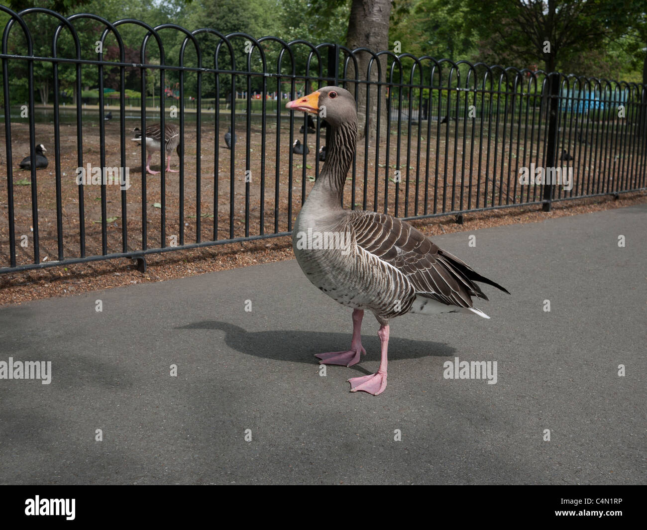 Walking goose hi-res stock photography and images - Alamy