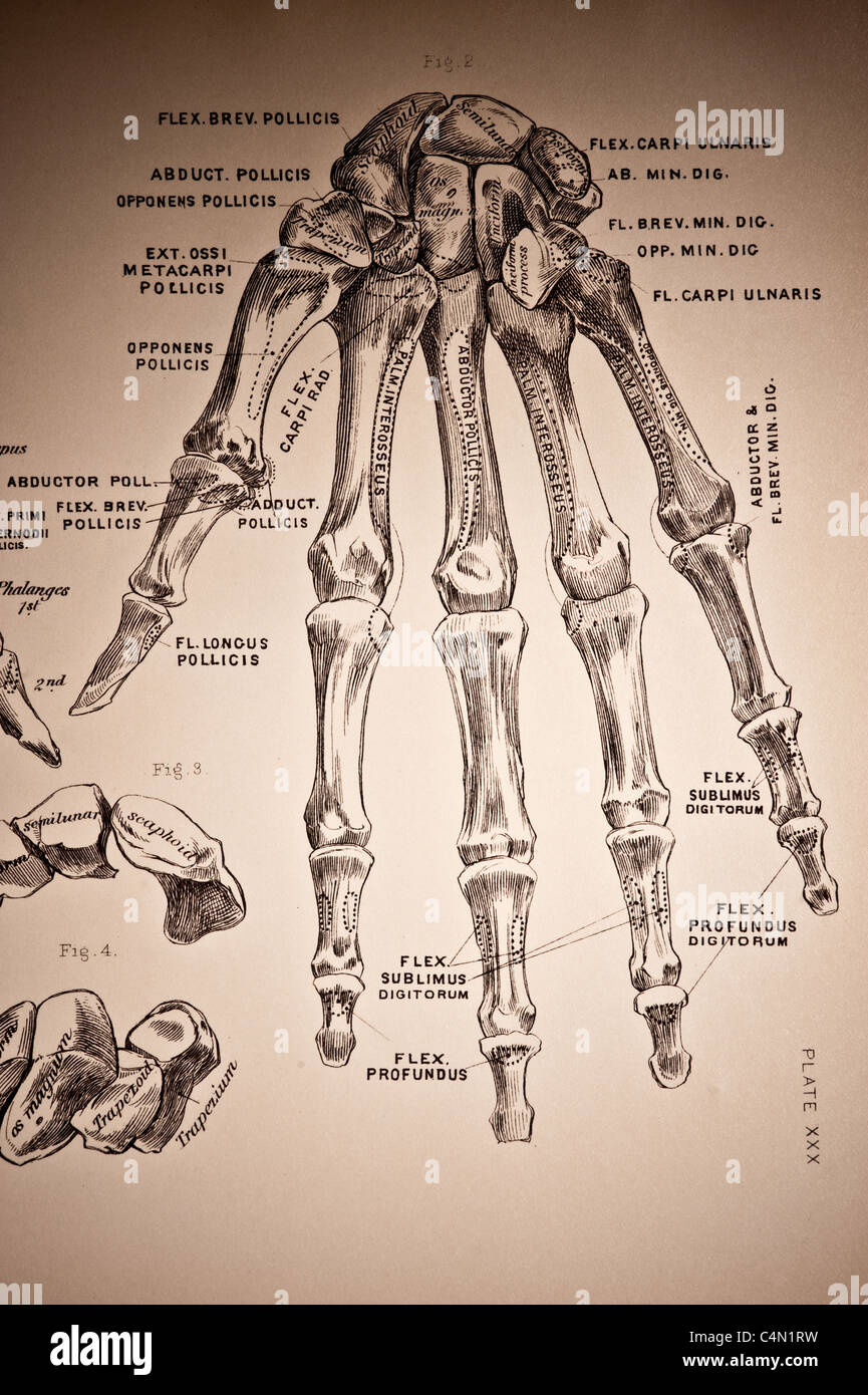 Illustration of the Human Hand circa 1881 Stock Photo - Alamy