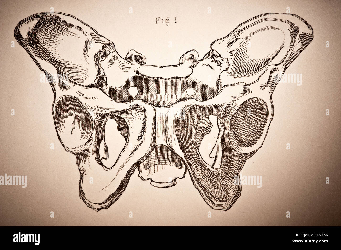 Antique medical illustration of a pelvic bone Stock Photo - Alamy