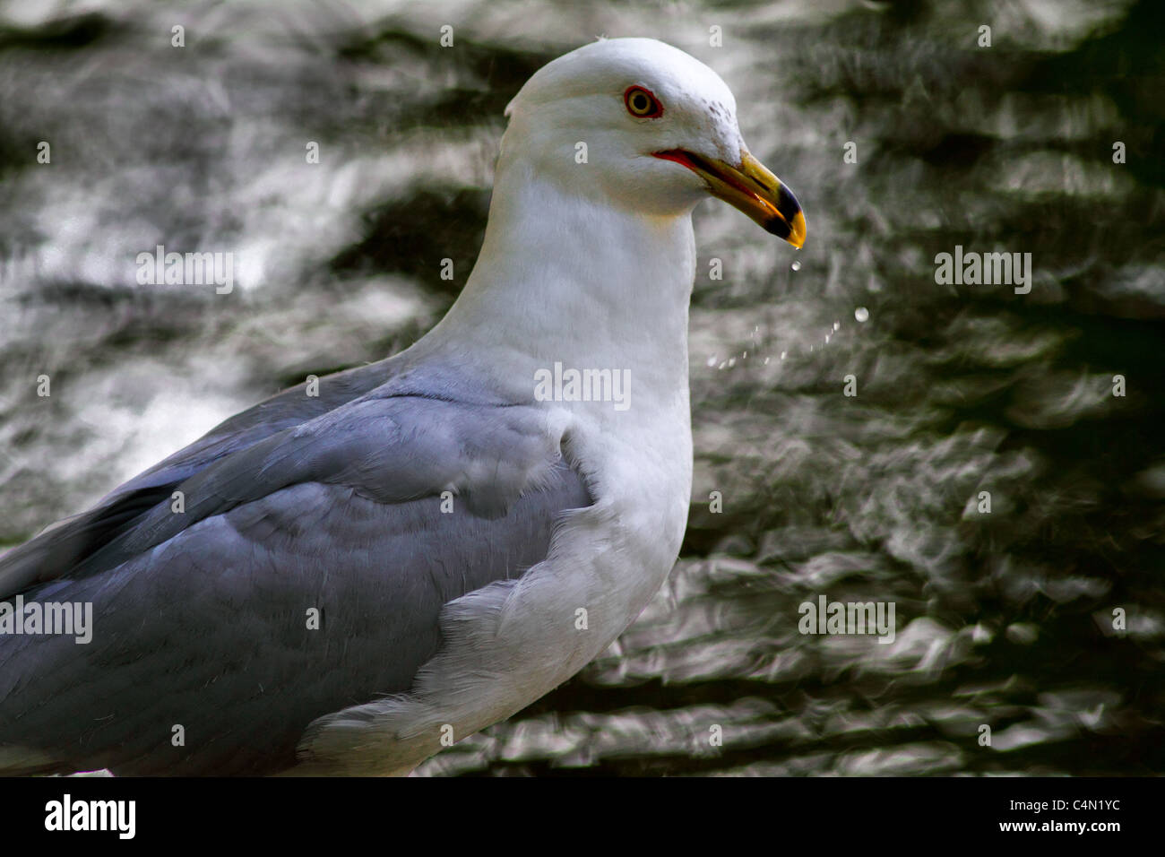 Seagull profile hi-res stock photography and images - Alamy