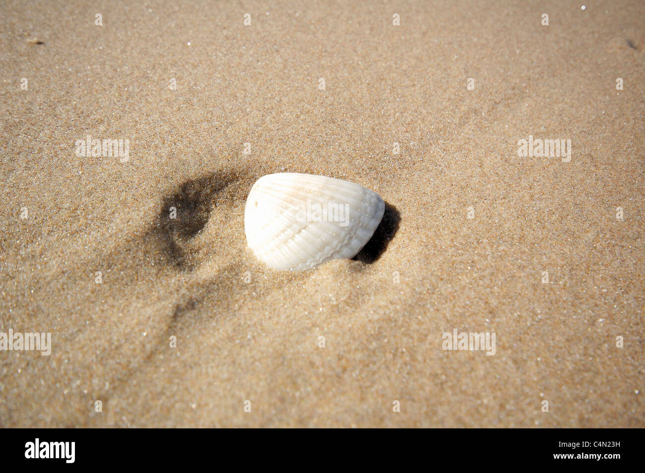 Shell South Padre Island Stock Photo - Alamy