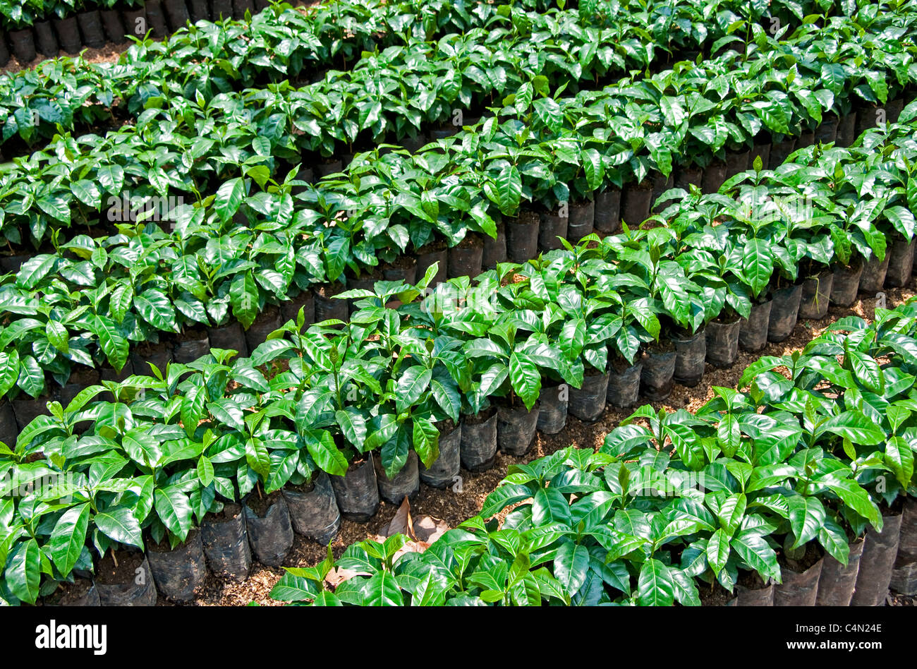 Coffee plantation tour hi-res stock photography and images - Alamy