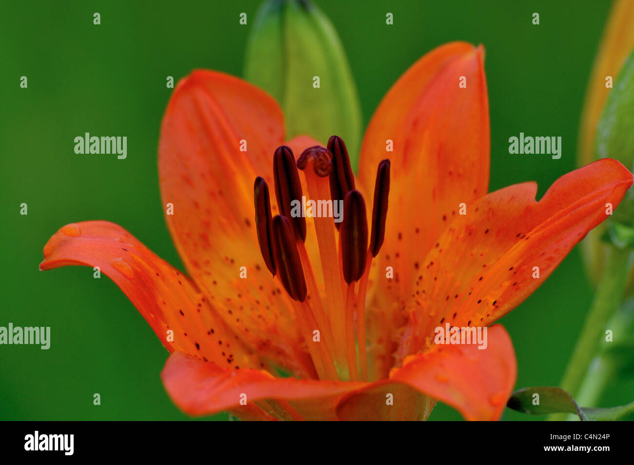 Flower of wild red -orange lily growing in the field Stock Photo - Alamy
