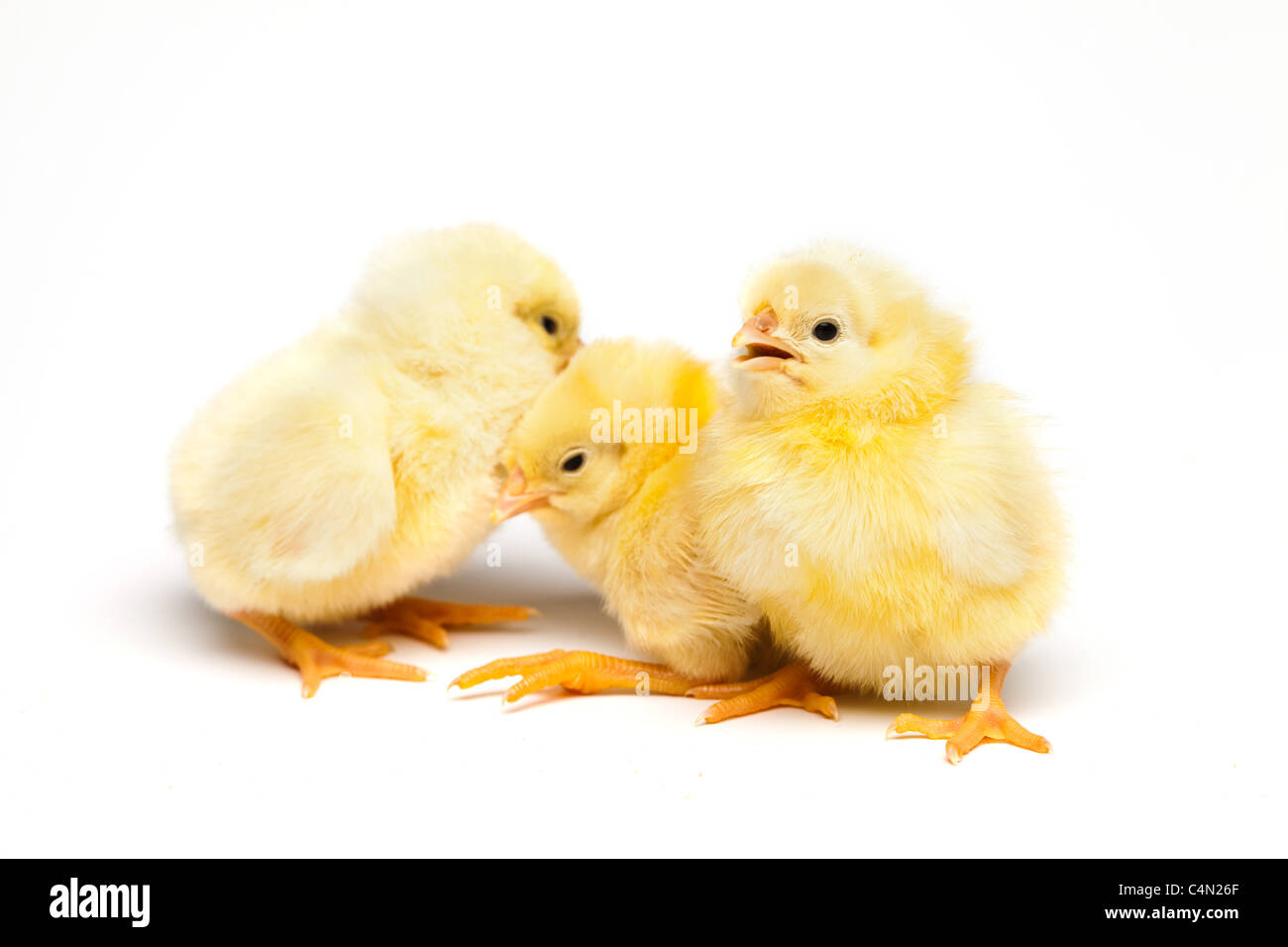 Yellow Chick over white background Stock Photo - Alamy