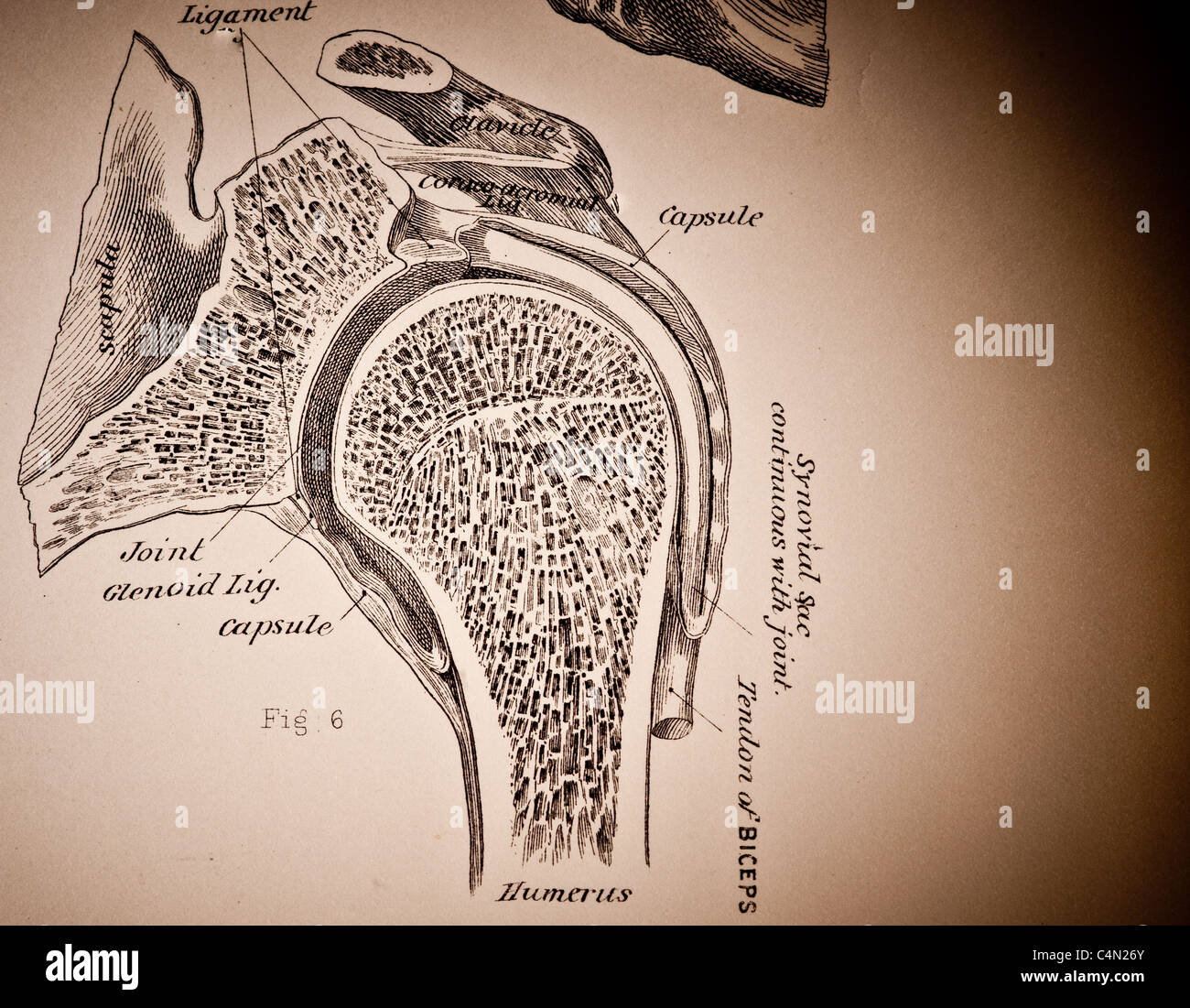 Illustration of the Human Shoulder circa 1882 Stock Photo - Alamy