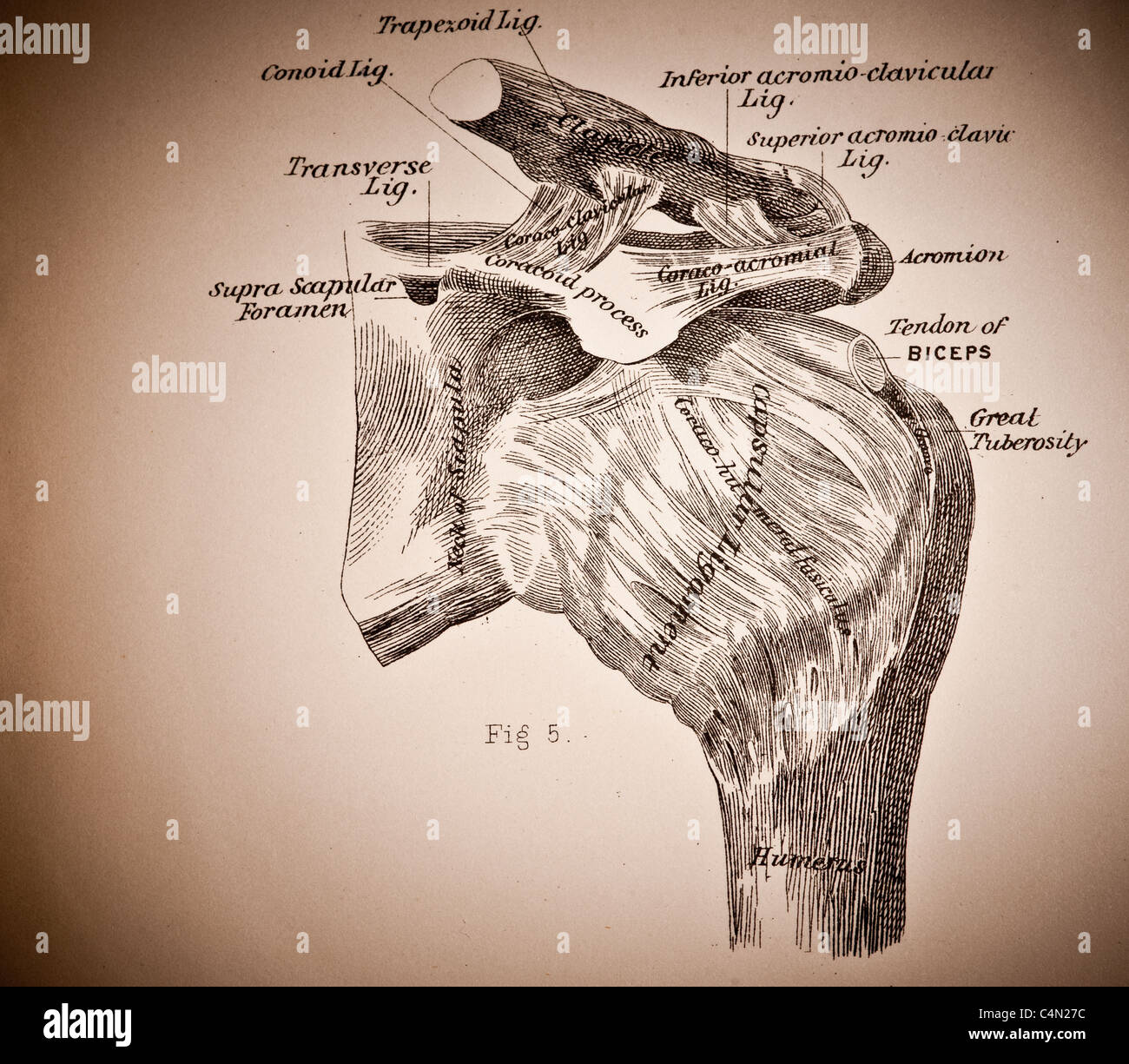 Shoulder anatomy labrum hi-res stock photography and images - Alamy