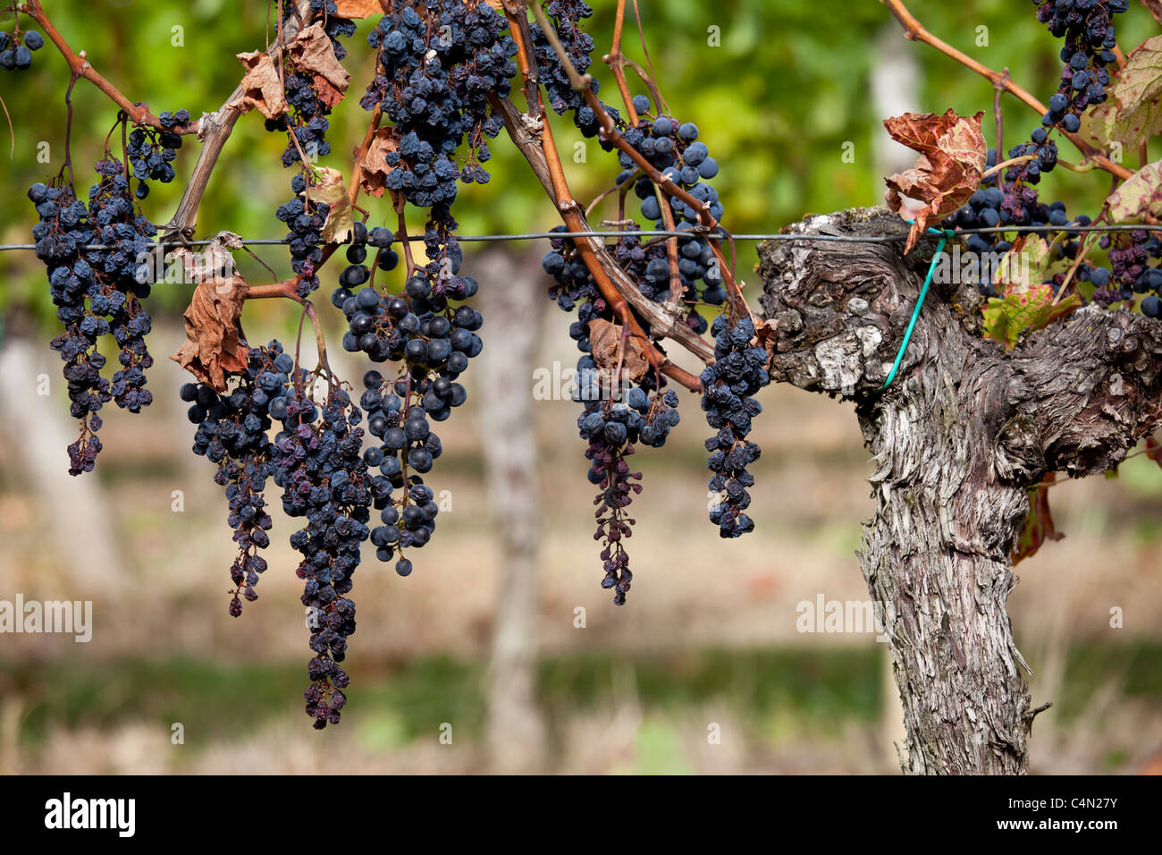 Withered Merlot grapes on an ancient vine at Chateau Fontcaille ...