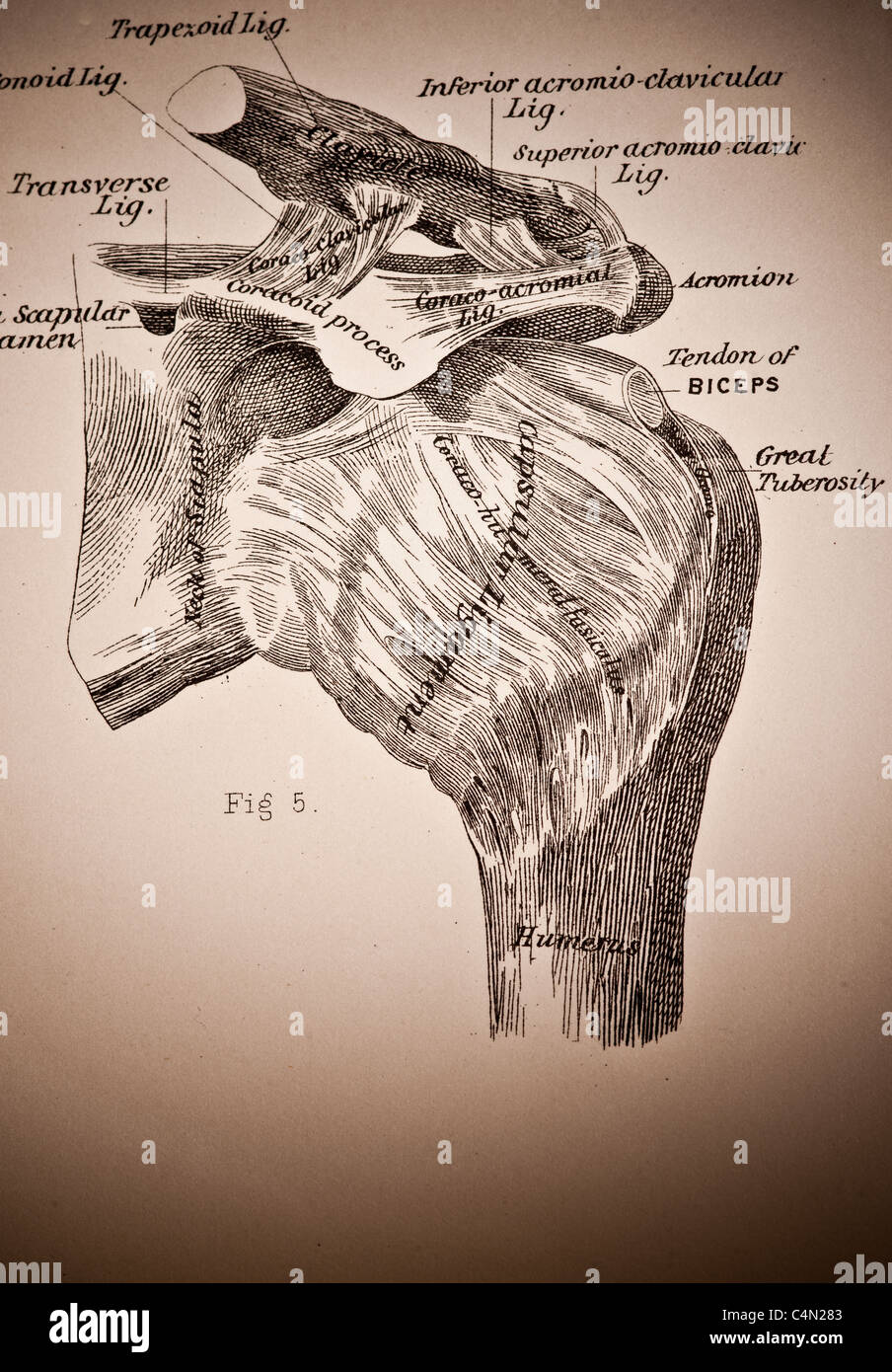 Shoulder Anatomy Labrum High Resolution Stock Photography and Images ...