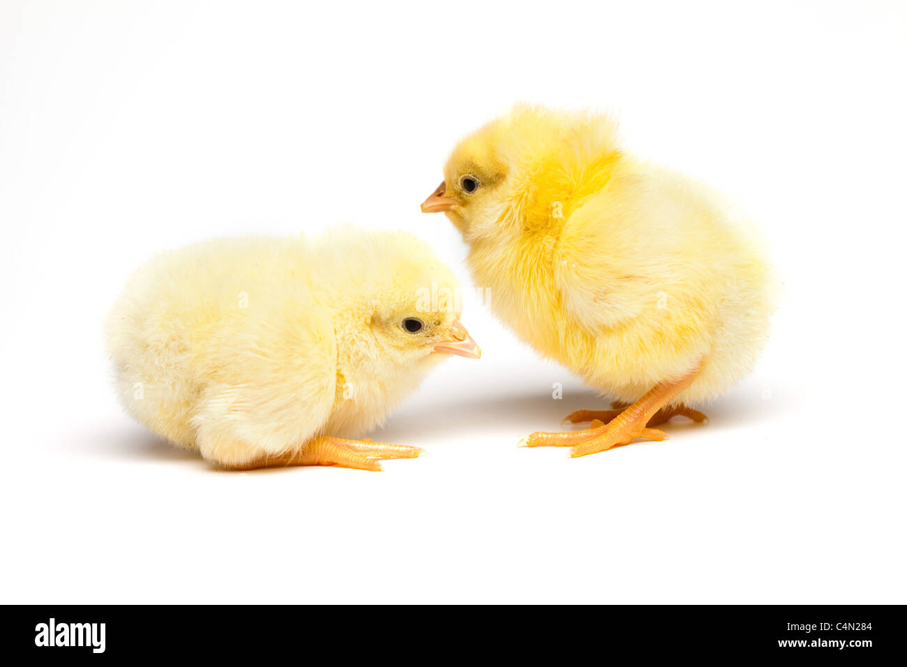 Yellow Chick over white background Stock Photo - Alamy