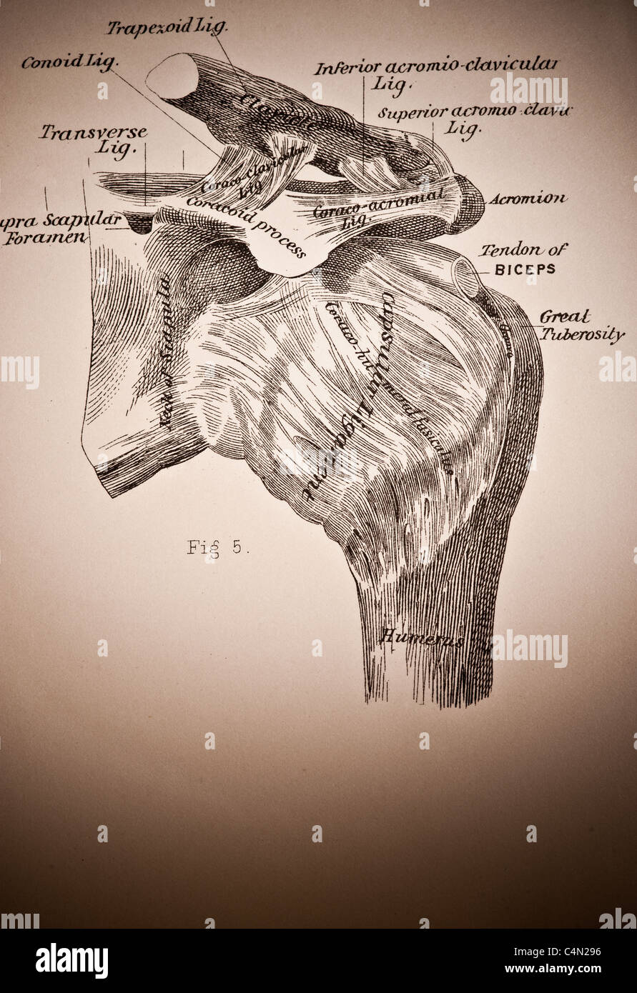 Illustration of the Human Shoulder circa 1882 Stock Photo - Alamy