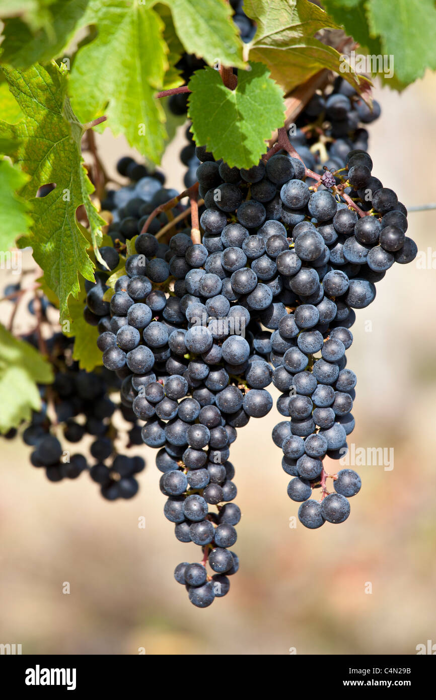 Ripe Merlot grapes on an ancient vine at Chateau Fontcaille Bellevue ...
