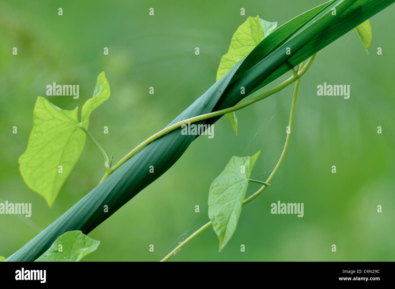 Bindweed growing on the reed in the swamp Stock Photo - Alamy