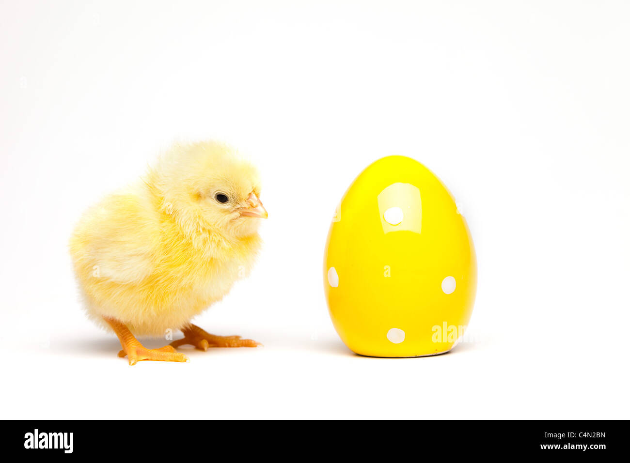 Yellow Chick over white background Stock Photo - Alamy
