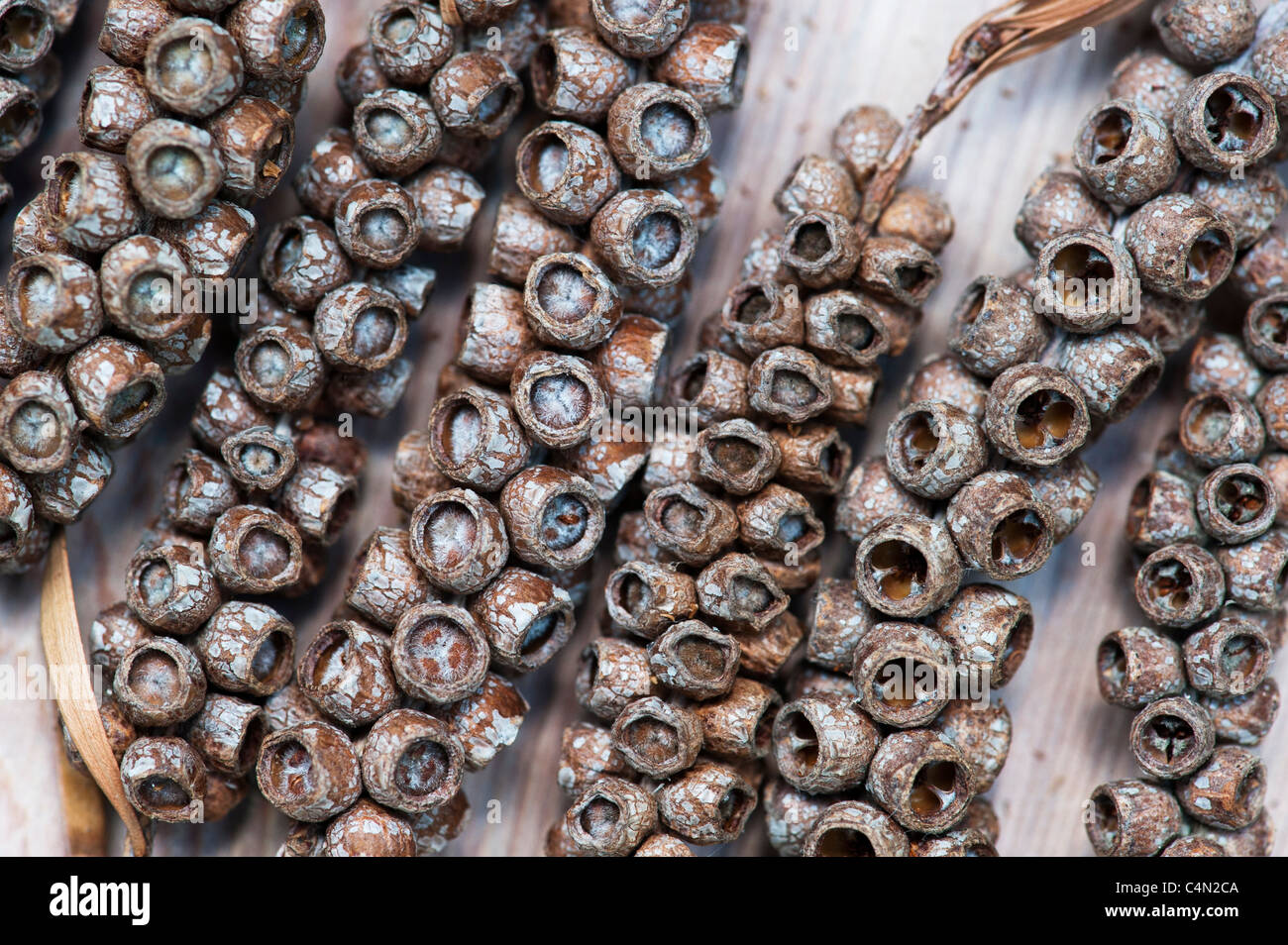 Seed pods detail hi-res stock photography and images - Alamy