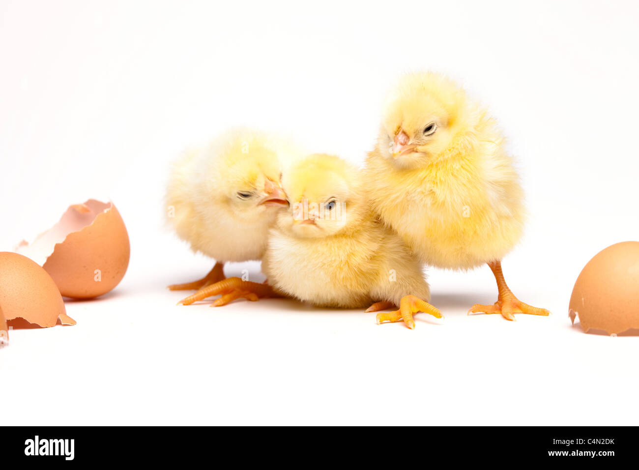Yellow Chick over white background Stock Photo - Alamy