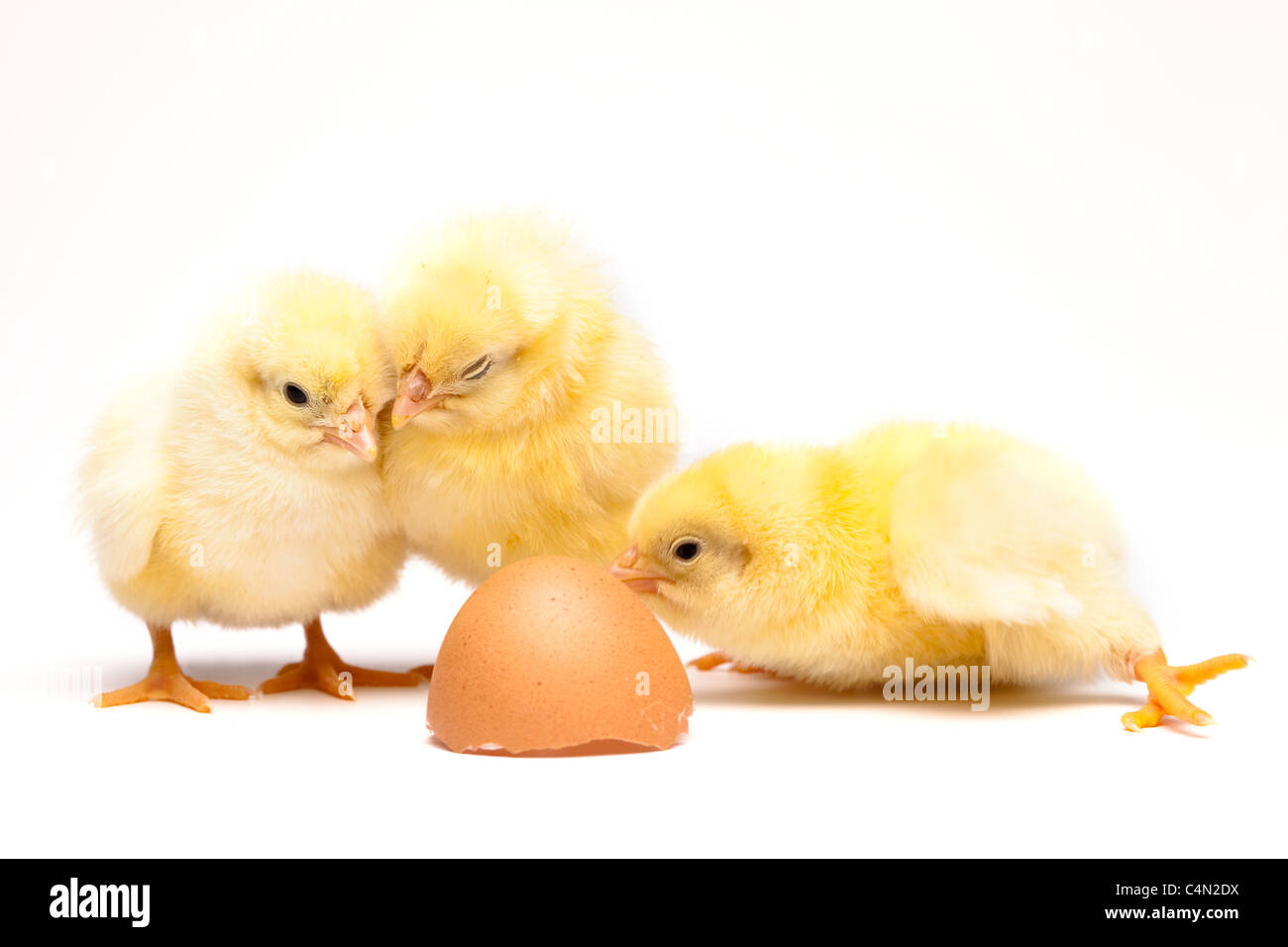 Yellow Chick over white background Stock Photo - Alamy