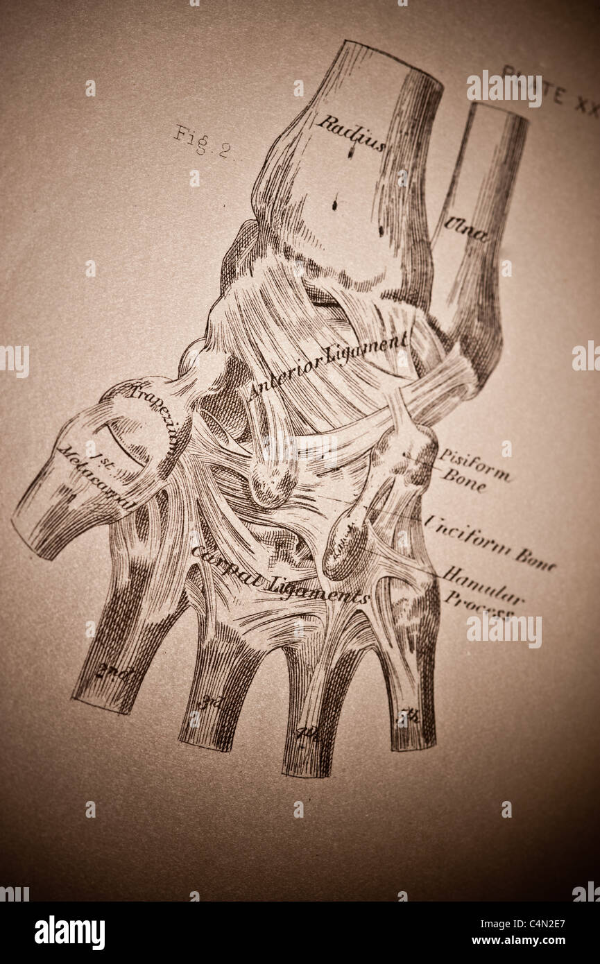 Human hand ligaments hi-res stock photography and images - Alamy