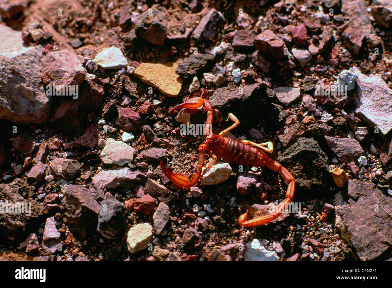 Exoskeleton Shedding Stock Photos & Exoskeleton Shedding Stock Images ...
