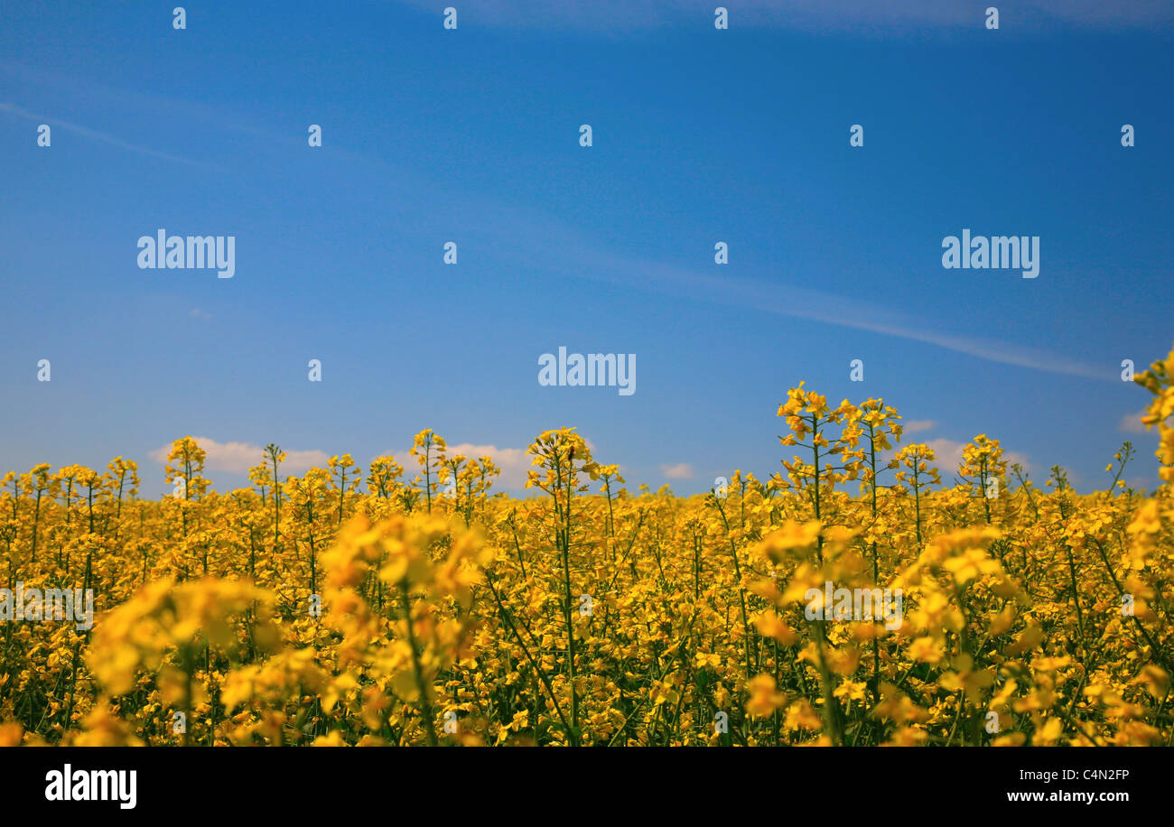 Field of flax hi-res stock photography and images - Alamy