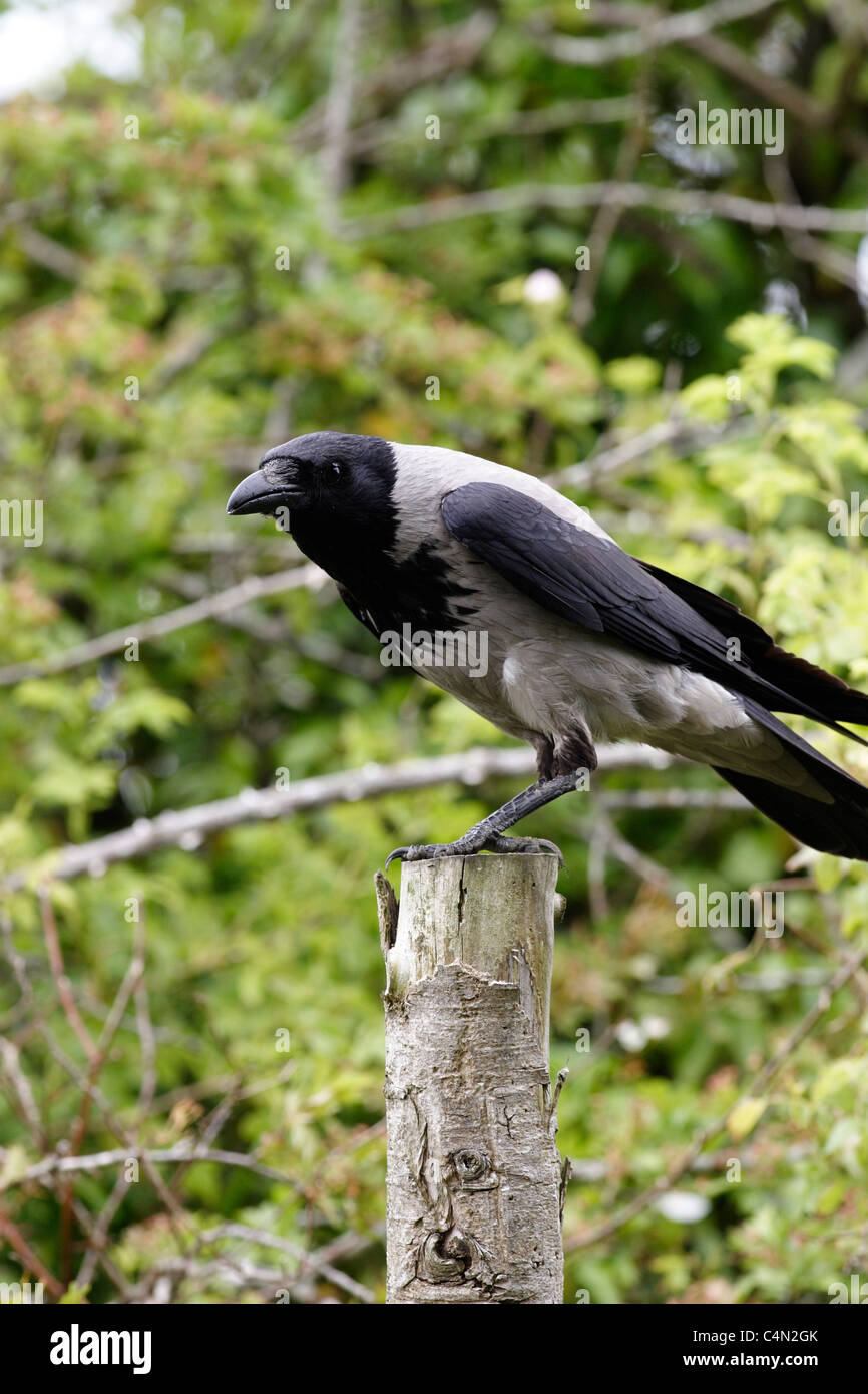 Hooded wrap hi-res stock photography and images - Alamy