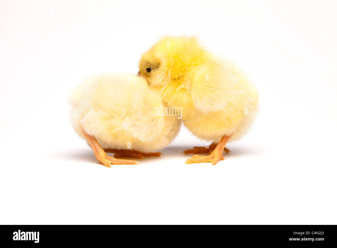 Yellow Chick over white background Stock Photo - Alamy