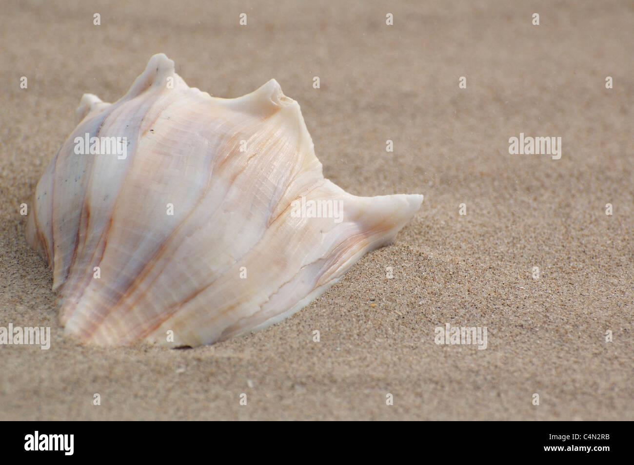 Conch shell island hi-res stock photography and images - Alamy