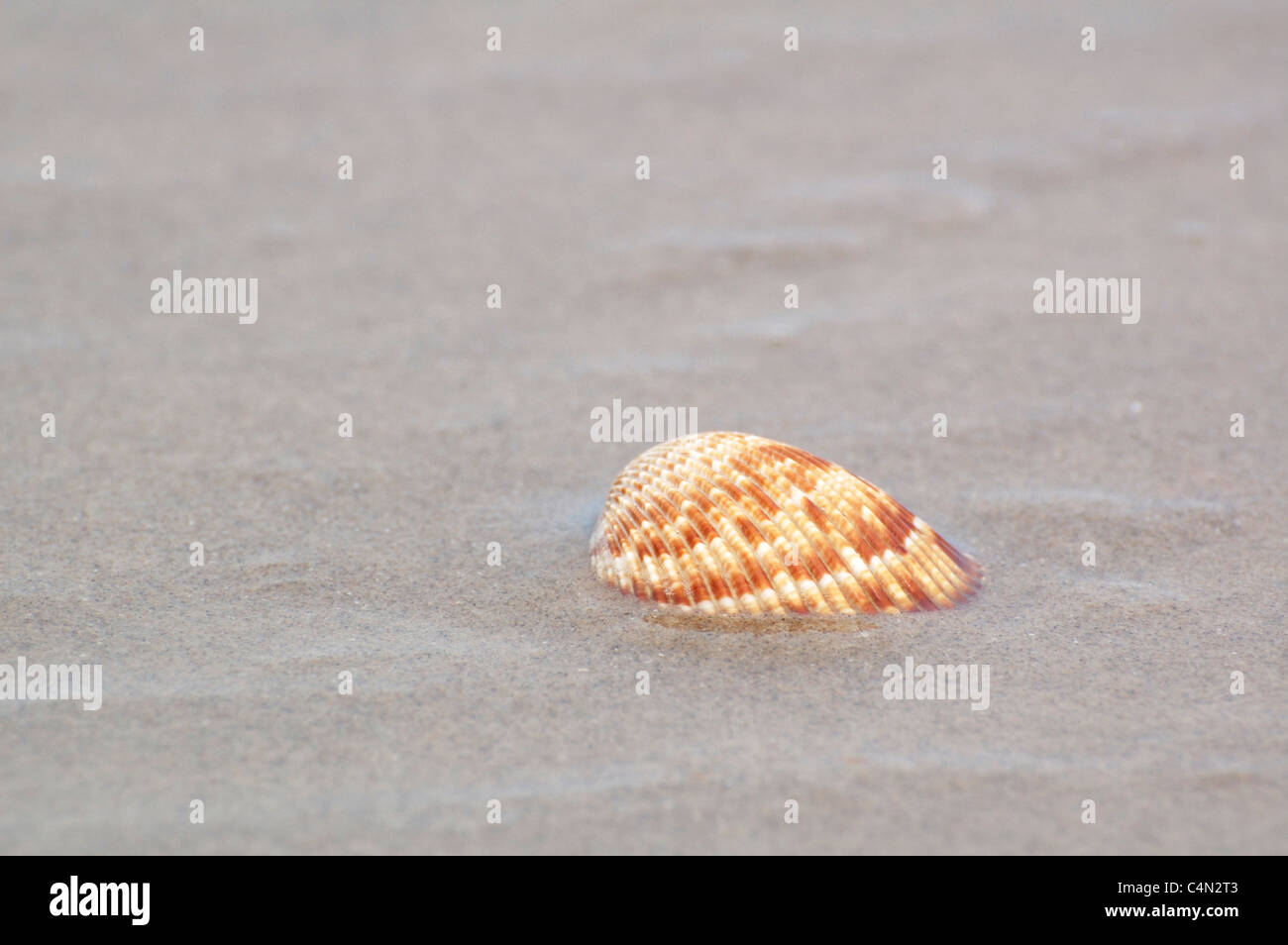 Shell South Padre Island Stock Photo - Alamy