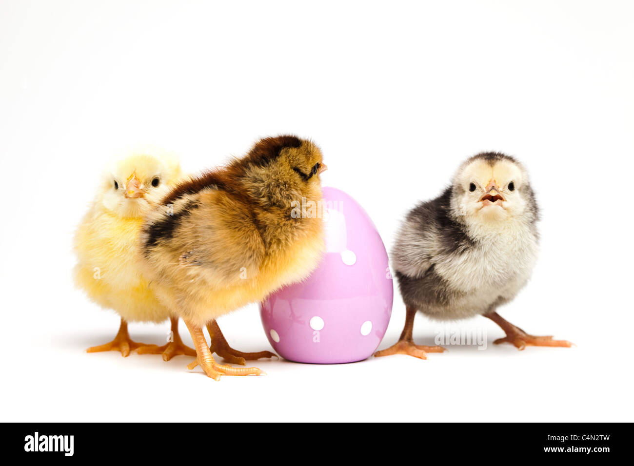 Yellow Chick over white background Stock Photo - Alamy