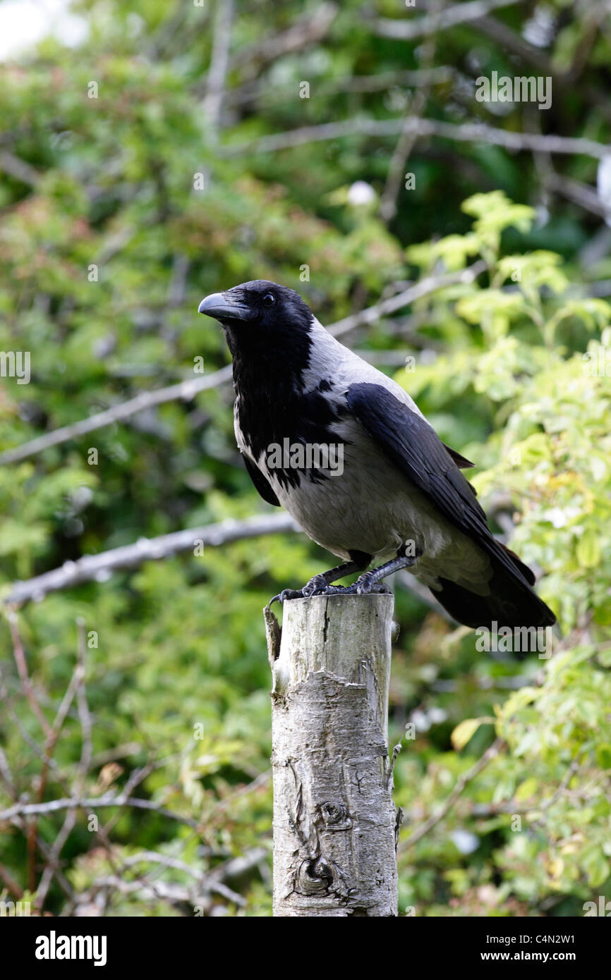 Hooded crow photograph hi-res stock photography and images - Alamy