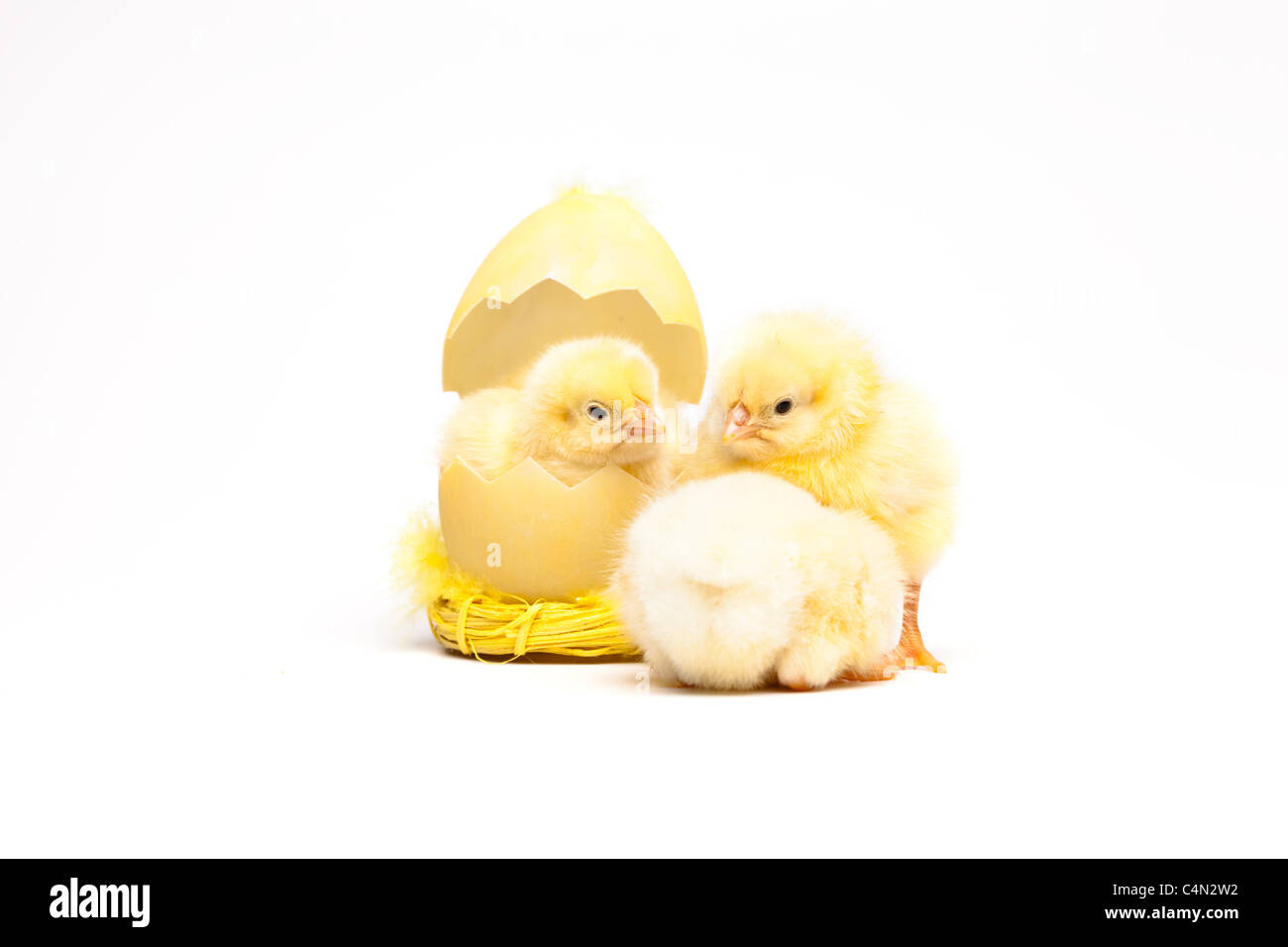 Yellow Chick over white background Stock Photo - Alamy