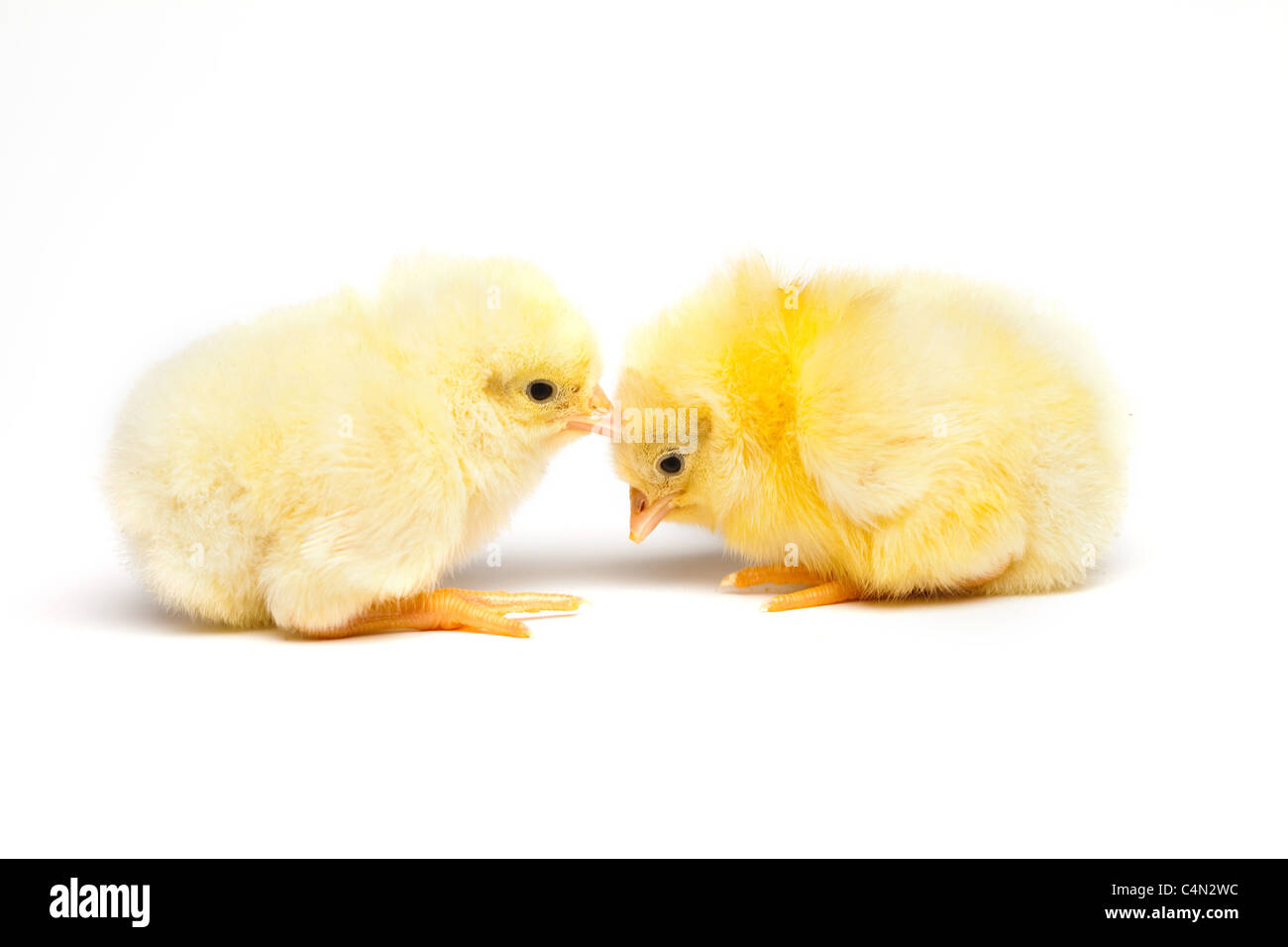 Yellow Chick over white background Stock Photo - Alamy