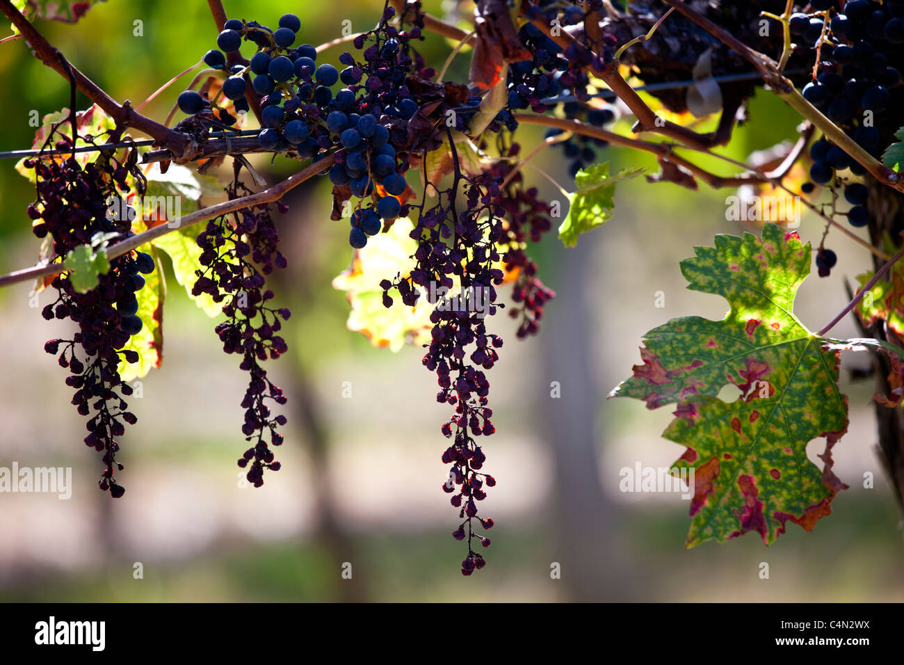 Withered grape hi-res stock photography and images - Alamy
