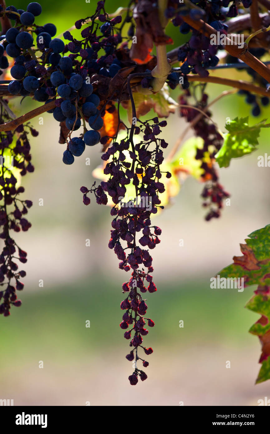 Withered Merlot grapes on an ancient vine at Chateau Fontcaille ...