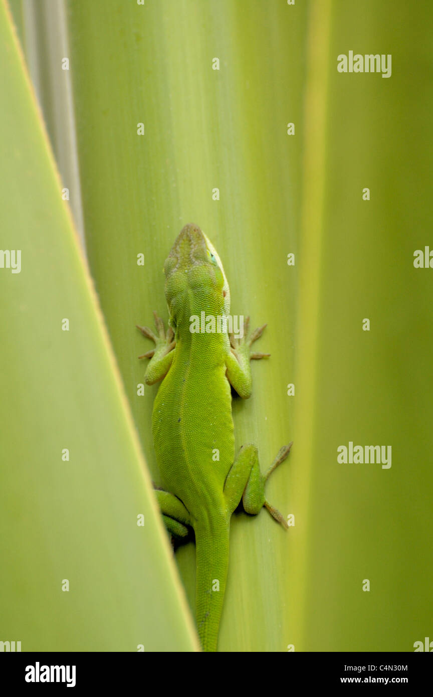 Wild Green Anole Stock Photo - Alamy