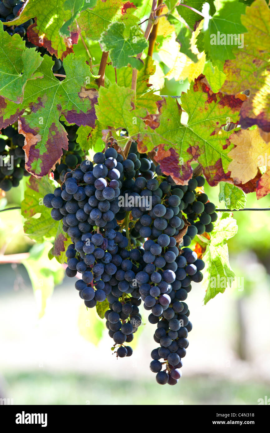 Ripe Merlot grapes on an ancient vine at Chateau Fontcaille Bellevue ...