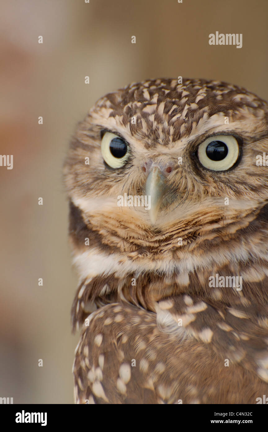 closeup Burrowing Owl Stock Photo - Alamy