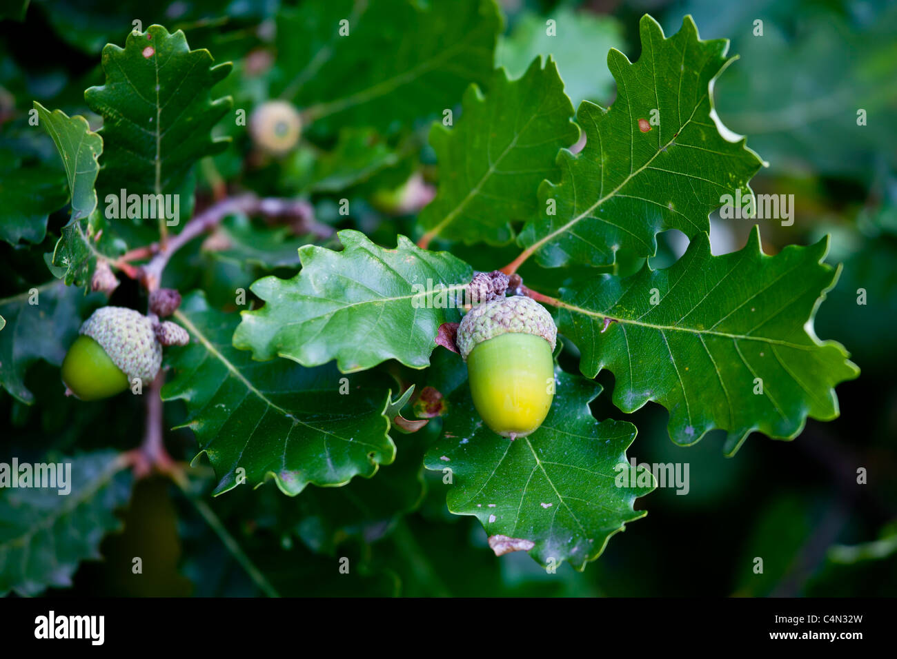 Oak tree acorn close up hi-res stock photography and images - Alamy