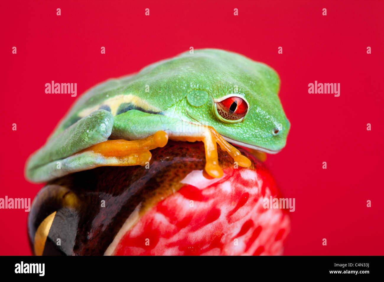 Green Frog with red eye Stock Photo - Alamy