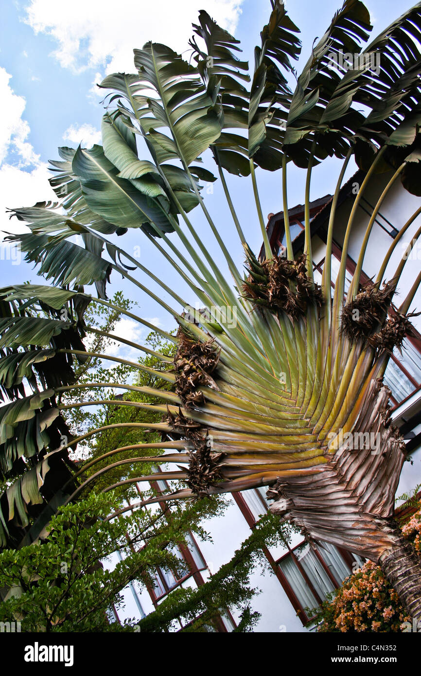 Palm Fan tree Stock Photo - Alamy
