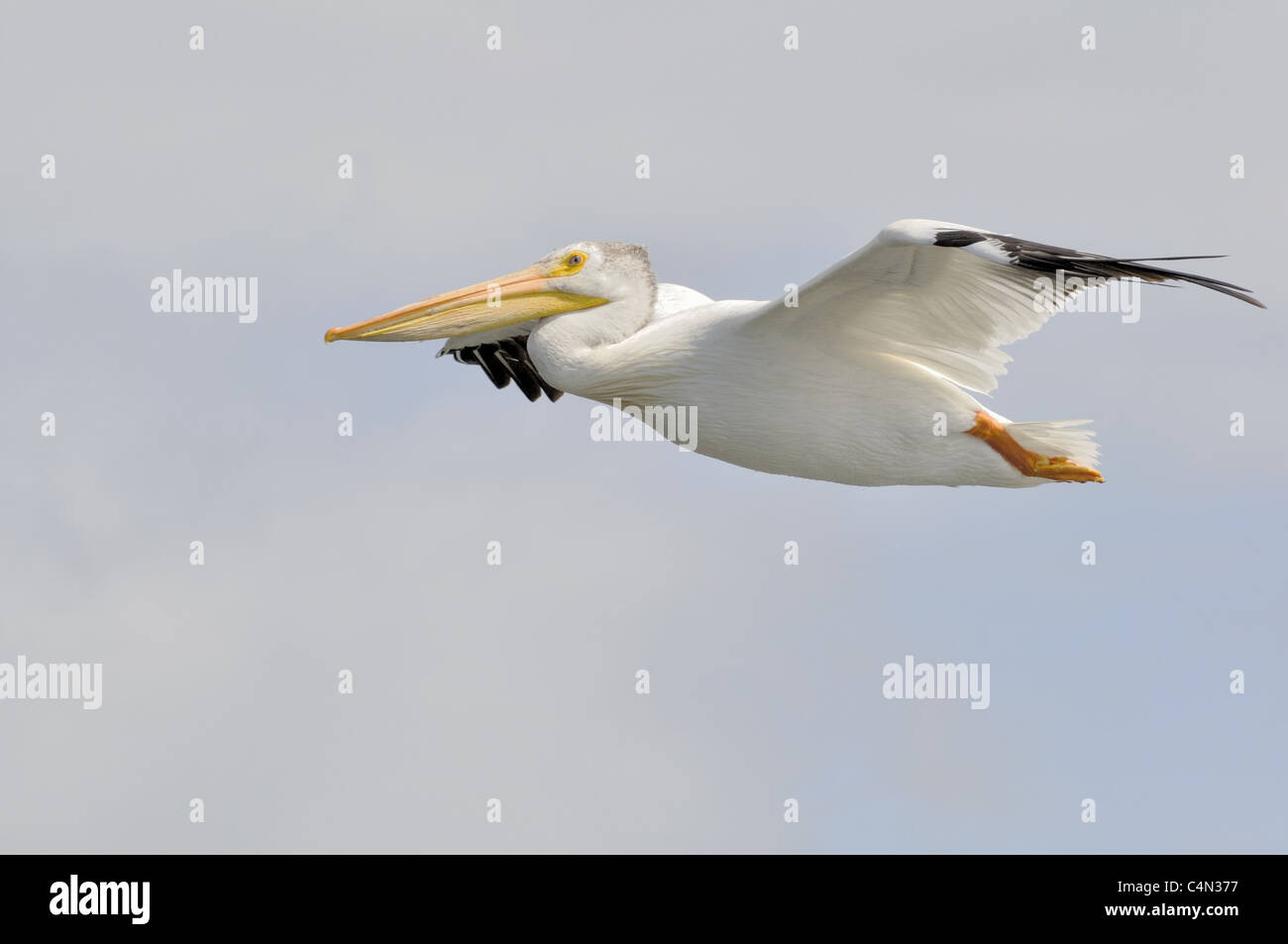 Pelican in flight Stock Photo - Alamy