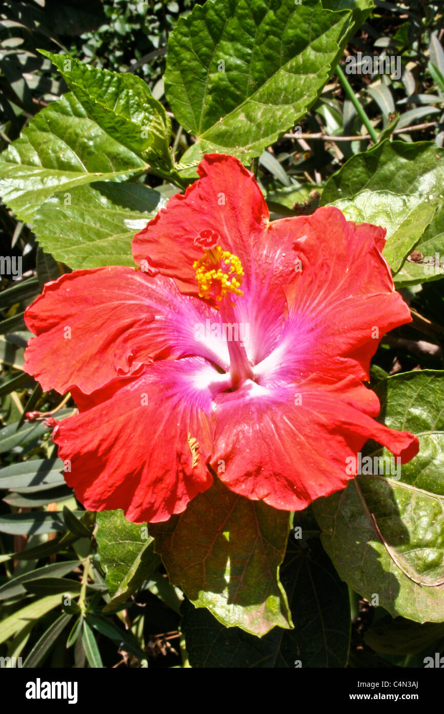 Flower and Fauna Kenya East Africa Stock Photo - Alamy