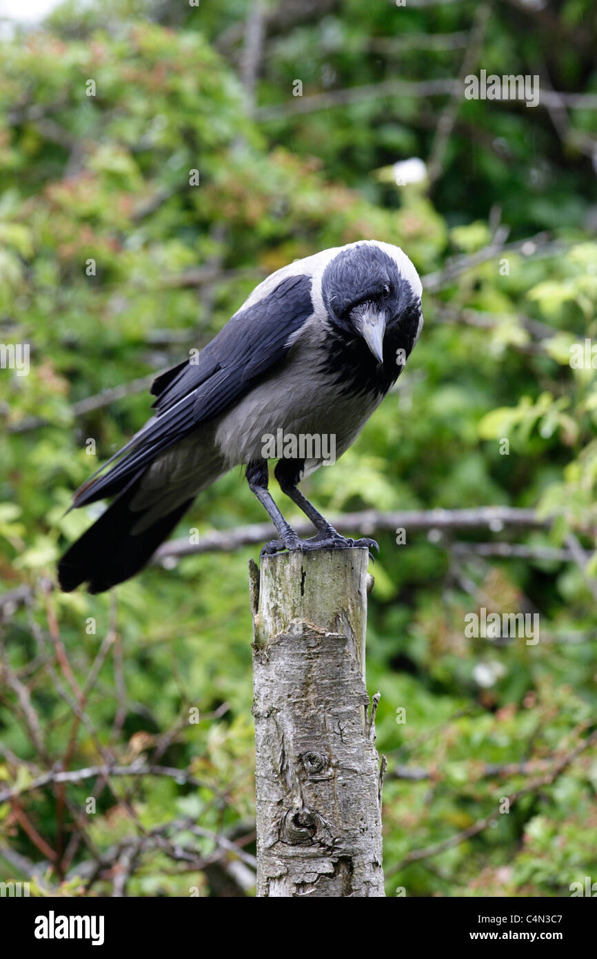 Hooded wrap hi-res stock photography and images - Alamy