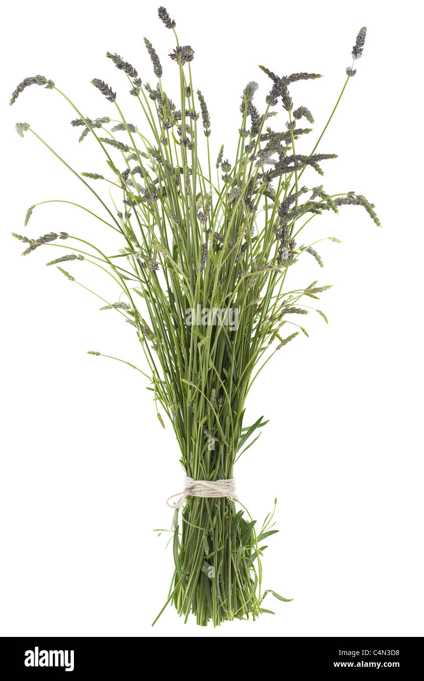Long flower stems hi-res stock photography and images - Alamy