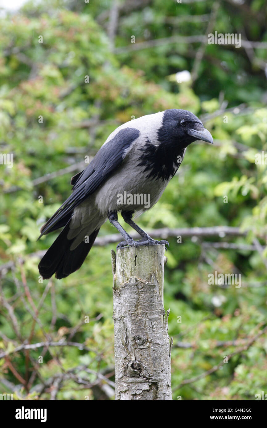 Crow british isles hi-res stock photography and images - Alamy