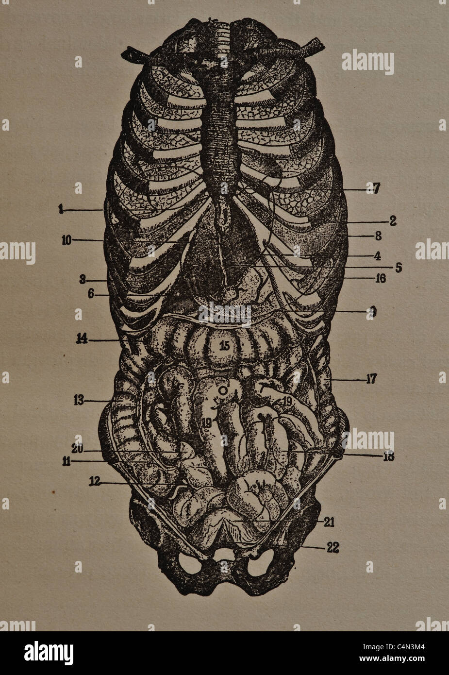 Antique Medical Illustration Human Viscera High Resolution Stock ...