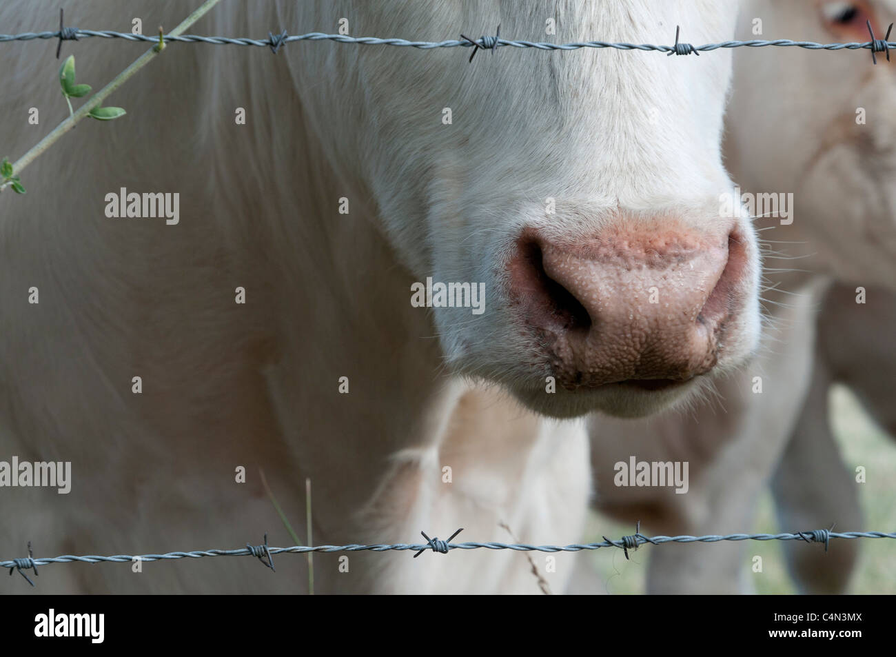 Museau hi-res stock photography and images - Alamy