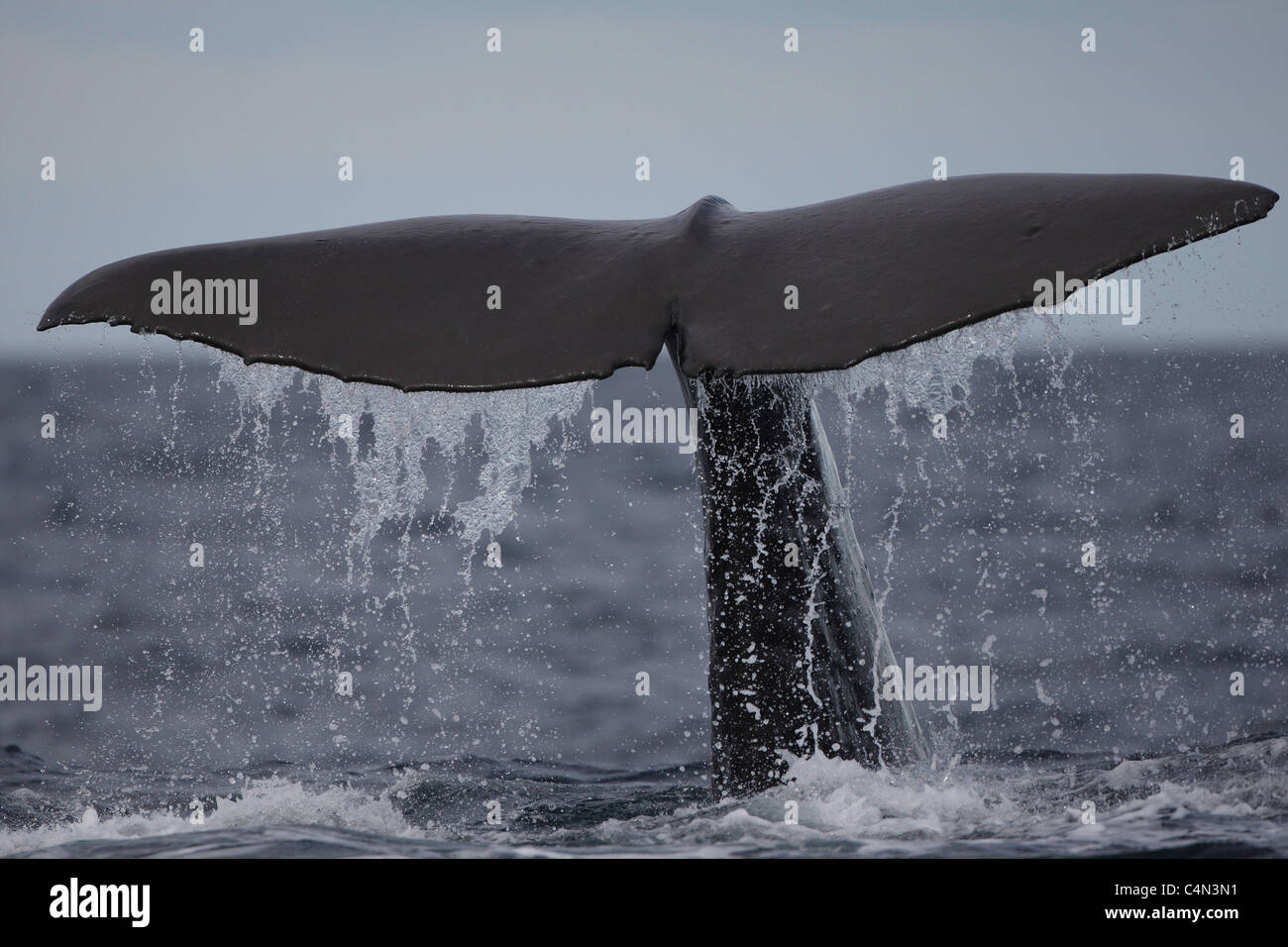 Sperm whale tails fluke Stock Photo - Alamy